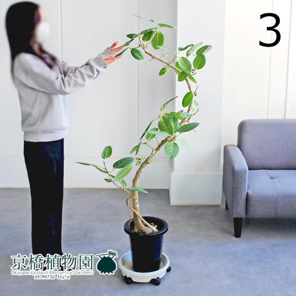 《 植物データ 》フィカス・ベンガレンシス分類：クワ科フィカス属学名：Ficus benghalensis原産国：インド・スリランカ《 サイズ 》・全高：約135cm、最大幅：約80cm・鉢サイズ：8号（口径約24cm）《 ギフト対応 》・...