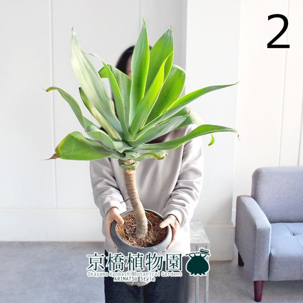 《 植物データ 》アガベ・アテナータ　ボーチンブルー分類：リュウゼツラン科リュウゼツラン属学名：Agave attenuata BOUTIN BLUE原産国：メキシコを中心に米国南西部と中南米の熱帯域《 サイズ 》・全高：約80cm、最大幅...