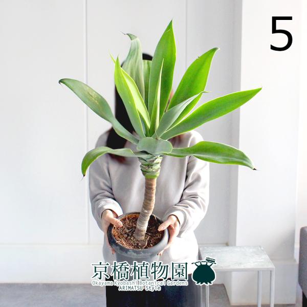 《 植物データ 》アガベ・アテナータ　ボーチンブルー分類：リュウゼツラン科リュウゼツラン属学名：Agave attenuata BOUTIN BLUE原産国：メキシコを中心に米国南西部と中南米の熱帯域《 サイズ 》・全高：約81cm、最大幅...