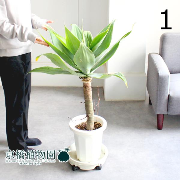 《 植物データ 》アガベ・アテナータ分類：リュウゼツラン科リュウゼツラン属学名：Agave attenuata原産国：メキシコを中心に米国南西部と中南米の熱帯域《 サイズ 》・全高：約95cm、最大幅：約62cm・鉢サイズ：8号（口径約24...
