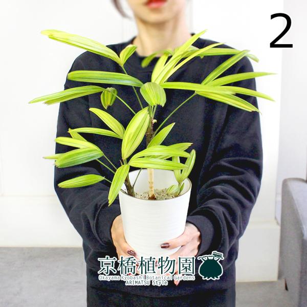 《 植物データ 》観音竹（カンノンチク）分類：ヤシ科カンノンチク属学名：Rhapis exelsa原産国：中国南部《 サイズ 》・全高：約40cm、最大幅：約38cm・鉢サイズ：4号（口径約12cm）《 ギフト対応 》・ラッピング・カード・...