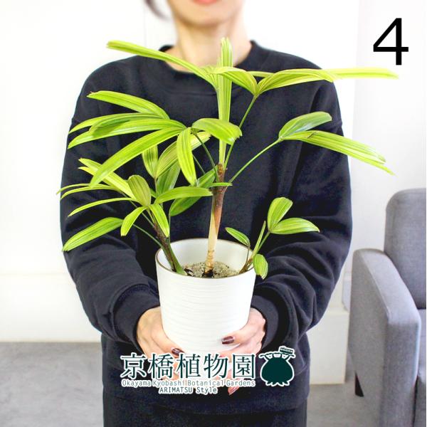 《 植物データ 》観音竹（カンノンチク）分類：ヤシ科カンノンチク属学名：Rhapis exelsa原産国：中国南部《 サイズ 》・全高：約36cm、最大幅：約37cm・鉢サイズ：4号（口径約12cm）《 ギフト対応 》・ラッピング・カード・...