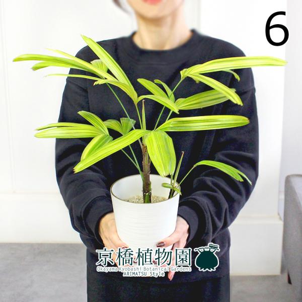 《 植物データ 》観音竹（カンノンチク）分類：ヤシ科カンノンチク属学名：Rhapis exelsa原産国：中国南部《 サイズ 》・全高：約36cm、最大幅：約40cm・鉢サイズ：4号（口径約12cm）《 ギフト対応 》・ラッピング・カード・...