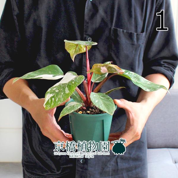 《 植物データ 》フィロデンドロン・ピンクプリンセス分類：サトイモ科フィロデンドロン属学名：Philodendron 'pink princess'原産国：中南米《 サイズ 》・全高：約25cm、最大幅：約36cm・鉢サイズ：4号（口径約1...