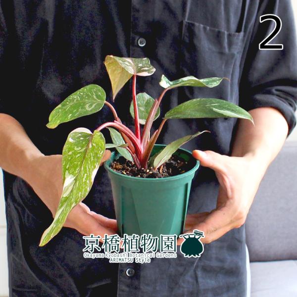 《 植物データ 》フィロデンドロン・ピンクプリンセス分類：サトイモ科フィロデンドロン属学名：Philodendron 'pink princess'原産国：中南米《 サイズ 》・全高：約24cm、最大幅：約38cm・鉢サイズ：4号（口径約1...