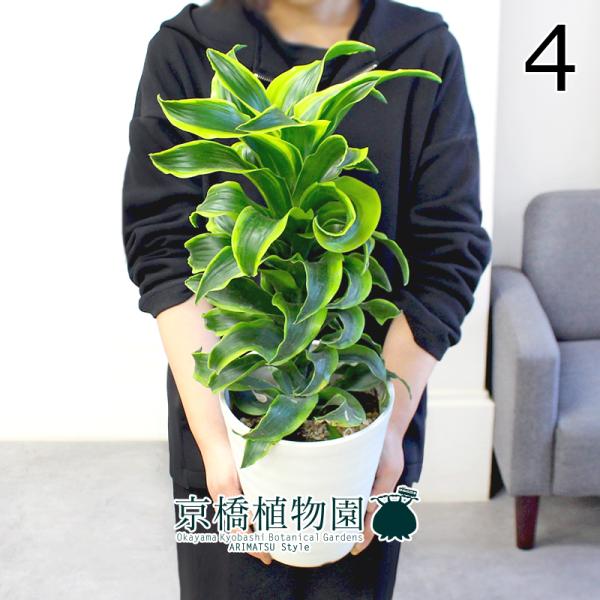 《 植物データ 》ドラセナ・トルネード分類：リュウゼツラン科ドラセナ属学名：Dracaena deremensis cv. Tornado原産国：熱帯アフリカ《 サイズ 》・全高：約57cm、最大幅：約22cm・鉢サイズ：6号（口径約18c...