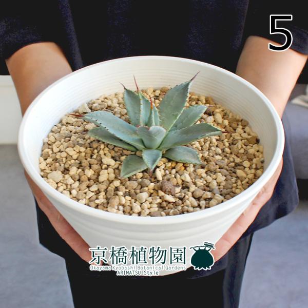 アガベ・パリー・トルンカータ　ホワイトブルー分類：リュウゼツラン科アガベ属学名：Agave parryi v. truncata原産国：アメリカ南部サイズ・全高：約15cm、最大幅：約11cm・鉢サイズ：7号（口径約21cm）※植物は日々成...