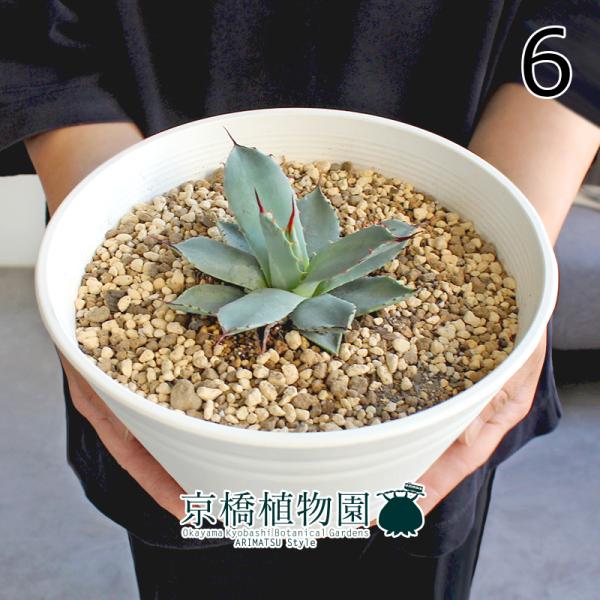 アガベ・パリー・トルンカータ　ホワイトブルー分類：リュウゼツラン科アガベ属学名：Agave parryi v. truncata原産国：アメリカ南部サイズ・全高：約14cm、最大幅：約11cm・鉢サイズ：7号（口径約21cm）※植物は日々成...