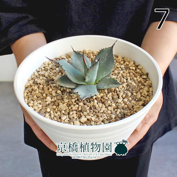 アガベ・パリー・トルンカータ　ホワイトブルー分類：リュウゼツラン科アガベ属学名：Agave parryi v. truncata原産国：アメリカ南部サイズ・全高：約15cm、最大幅：約11cm・鉢サイズ：7号（口径約21cm）※植物は日々成...