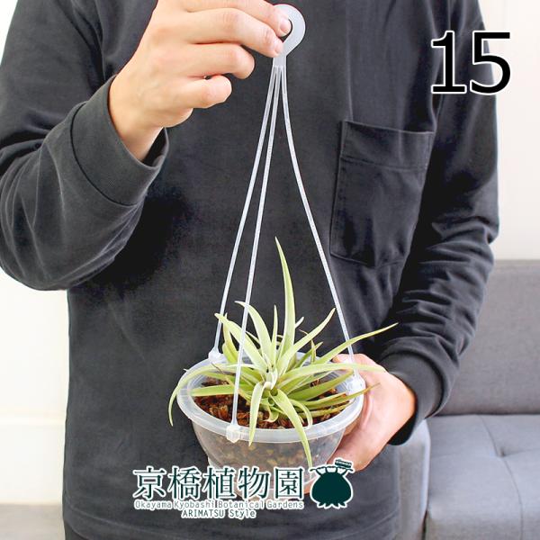 《 植物データ 》チランジア・カクティコラ分類：パイナップル科チランジア属学名：Tillandsia cacticola原産国：ペルー《 サイズ 》・全高：約20cm、最大幅：約23cm・鉢サイズ：5号（口径約15cm）・吊り具：約32cm...