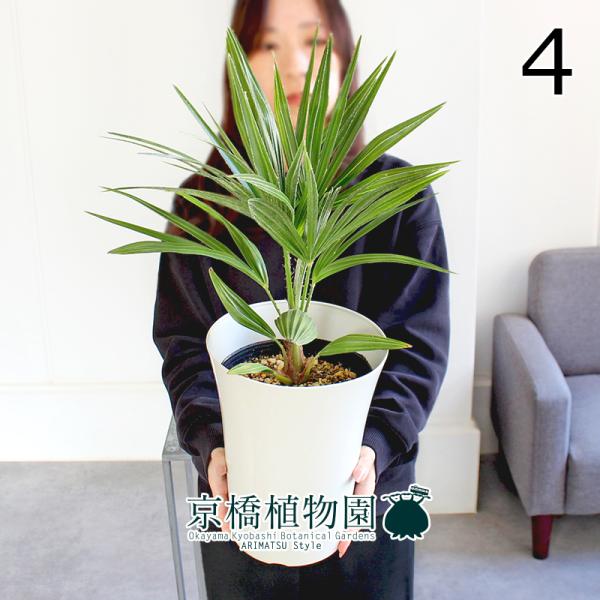 《 植物データ 》チャメロプス・フミリス・ボルケーノ分類：ヤシ科チャメロプス属学名：Chamaerops humilis 'Vulcano'原産国：地中海沿岸《 サイズ 》・全高：約58cm、最大幅：約36cm・鉢サイズ：7号（口径約21c...