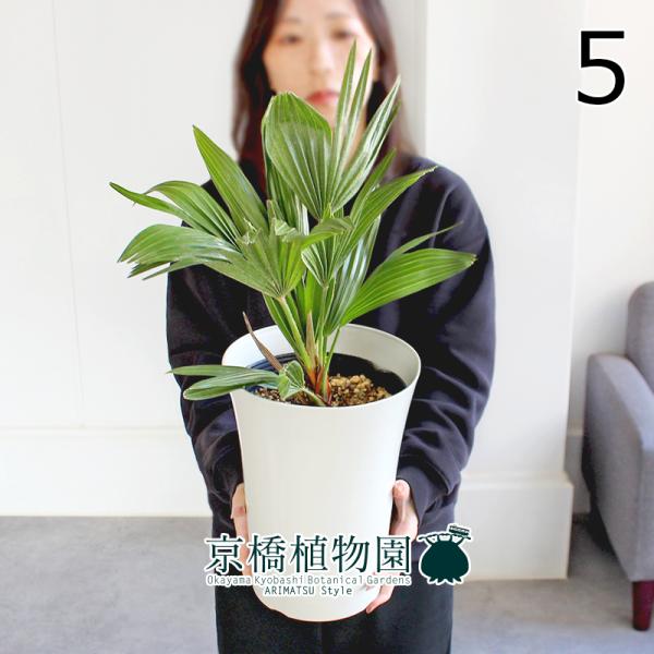 《 植物データ 》チャメロプス・フミリス・ボルケーノ分類：ヤシ科チャメロプス属学名：Chamaerops humilis 'Vulcano'原産国：地中海沿岸《 サイズ 》・全高：約56cm、最大幅：約33cm・鉢サイズ：7号（口径約21c...