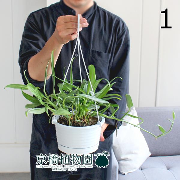 《 植物データ 》ハブカズラ分類：サトイモ科エピプレムナム属学名：Epipremnum pinnatum原産国：南太平洋諸島《 サイズ 》・全高：約30cm、最大幅：約60cm・鉢サイズ：6号（口径約18cm）・吊り具：約37cm《 ギフト...