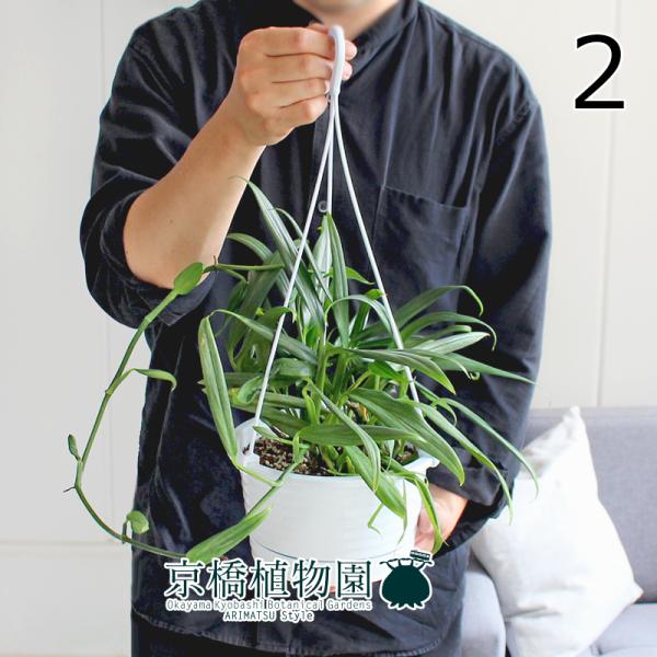 《 植物データ 》ハブカズラ分類：サトイモ科エピプレムナム属学名：Epipremnum pinnatum原産国：南太平洋諸島《 サイズ 》・全高：約70cm、最大幅：約46cm・鉢サイズ：6号（口径約18cm）・吊り具：約37cm《 ギフト...