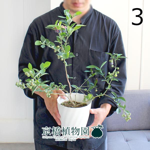 《 植物データ 》ブルーベリー・ブライトウェル分類：ツツジ科スノキ属学名：Vaccinium ashei ‘Brightwell’原産国：アメリカ《 サイズ 》・全高：約51cm、最大幅：約47cm・鉢サイズ：5号（口径約15cm）《 ギフ...