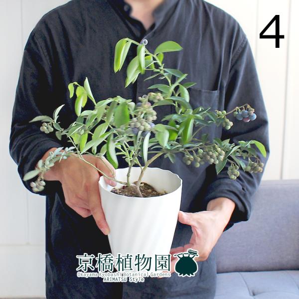 《 植物データ 》ブルーベリー・ブライトウェル分類：ツツジ科スノキ属学名：Vaccinium ashei ‘Brightwell’原産国：アメリカ《 サイズ 》・全高：約42cm、最大幅：約42cm・鉢サイズ：5号（口径約15cm）《 ギフ...