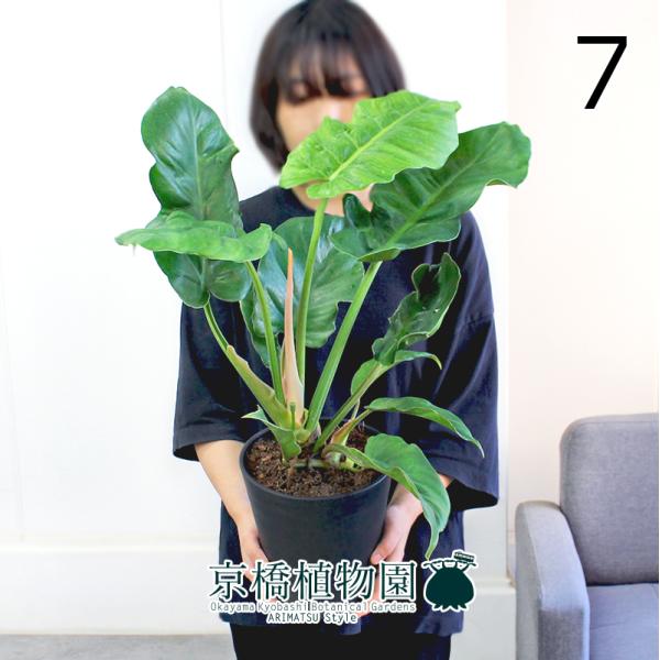 《 植物データ 》フィロデンドロン・ジャングルフィーバー分類：サトイモ科フィロデンドロン属学名：Philodendron ‘jungle fever’原産国：中南米《 サイズ 》・全高：約58cm、最大幅：約51cm・鉢サイズ：6号（口径約...