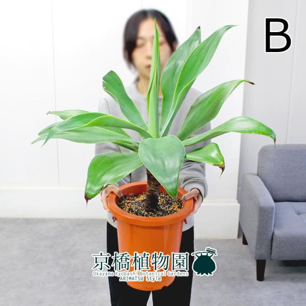 《 植物データ 》アガベ・アテナータ分類：リュウゼツラン科アガベ属学名：Agave attenuata原産国：メキシコ《 サイズ 》・全高：約75cm、最大幅：約64cm・鉢サイズ：8号（口径約24cm）attention※植物は日々成長、...