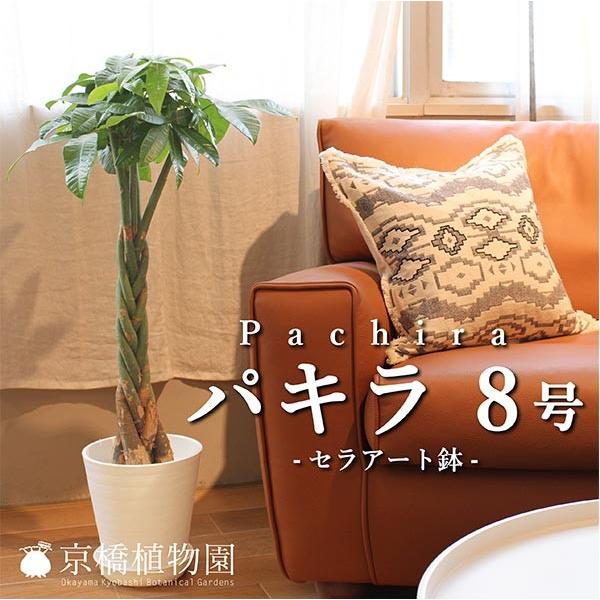 パキラ学名：Pachira科名：パンヤ（アオイ）科 / 属名：パキラ属別名：発財樹(Money tree)《 サイズ 》・全高：約110cm〜約120cm・鉢サイズ：8号（口径約24cm）・セラアート鉢（プラスチック製）《 付属品 》・受け...