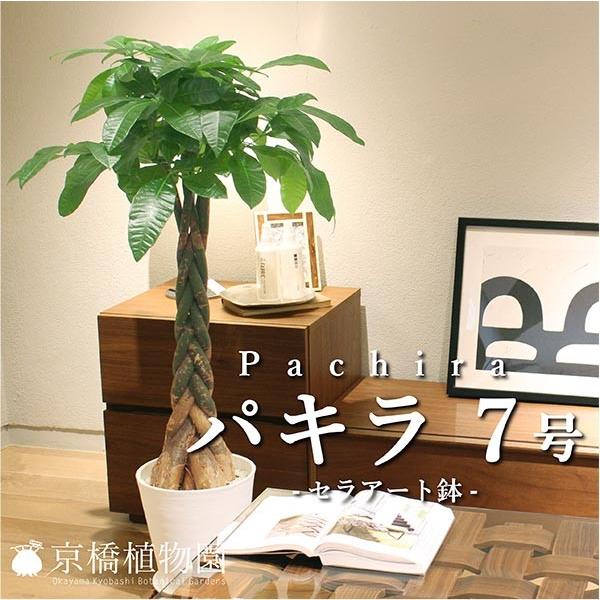 パキラ学名：Pachira科名：パンヤ（アオイ）科 / 属名：パキラ属別名：発財樹(Money tree)《 サイズ 》・全高：約90cm〜約100cm・鉢サイズ：7号（口径約21cm）・セラアート鉢（プラスチック製）《 付属品 》・受け皿...
