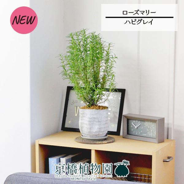 《 植物データ 》ローズマリー学　名Rosmarinus officinalis科名・属名 シソ科マンネンロウ属原産国 地中海沿岸《 サイズ 》・全高：約50cm程度、最大幅：約30cm程度・鉢サイズ：鉢外寸：φ14cm×13.5cm（内寸...