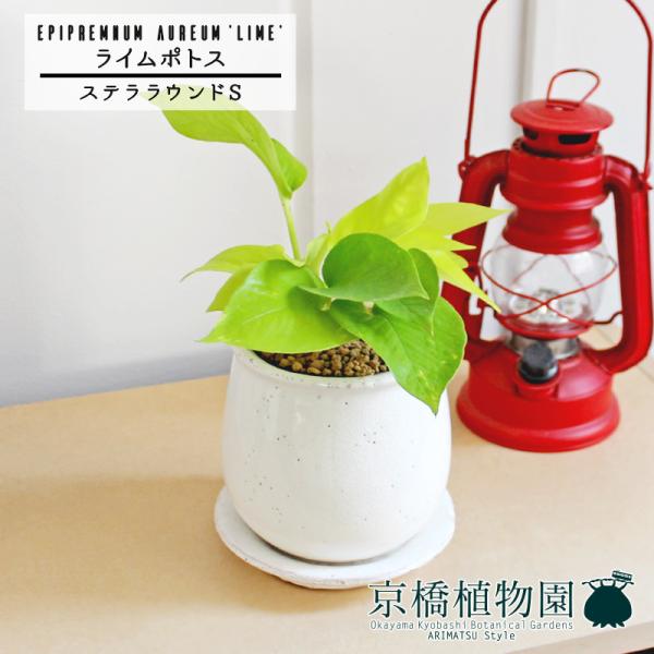 品種名：ライムポトス学　名：Epipremnum aureum 'Lime'分　類：サトイモ科ハブカズラ属《 サイズ 》・全高：約21cm前後・最大幅：約21cm前後・鉢サイズ：外寸：約Φ11cm×H11cm※写真と同等の規格の商品をお届け...