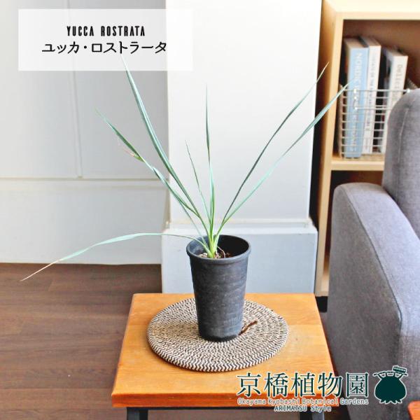 品種名：ユッカ・ロストラータ学　名：Yucca Rostrata分　類：リュウゼツラン科ユッカ属《 サイズ 》・全高：約15cm〜20cm前後・最大幅：約20cm〜30cm前後・鉢サイズ：3号苗ポット（口径約9cm）※写真と同等の規格の商品...