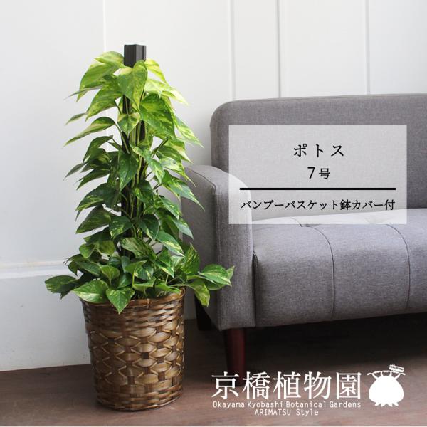 ポトス学名：Epipremnum pinnatum 'Aureum’科名：サトイモ科 / 属名：ハブカズラ（エピプレムヌム）属《 サイズ 》鉢サイズ：7号鉢全高：80cm前後※こちらはサイズの目安です。季節などにより変動がございますので、あ...