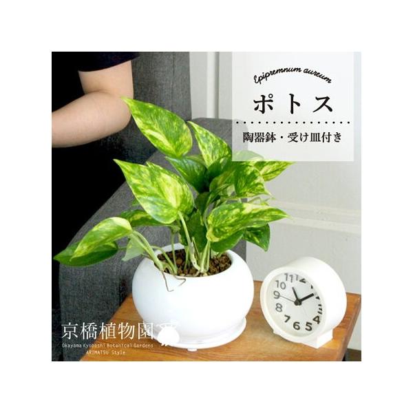 《 植物データ 》ポトス学名：Epipremnum aureum科名・属名：サトイモ科ハブカズラ属《 サイズ 》・全高：約20cm〜約25cm（受け皿含む）・最大幅：約25cm〜約35cmcm・鉢サイズ：4号（口径:約12cm）《 付属品 ...