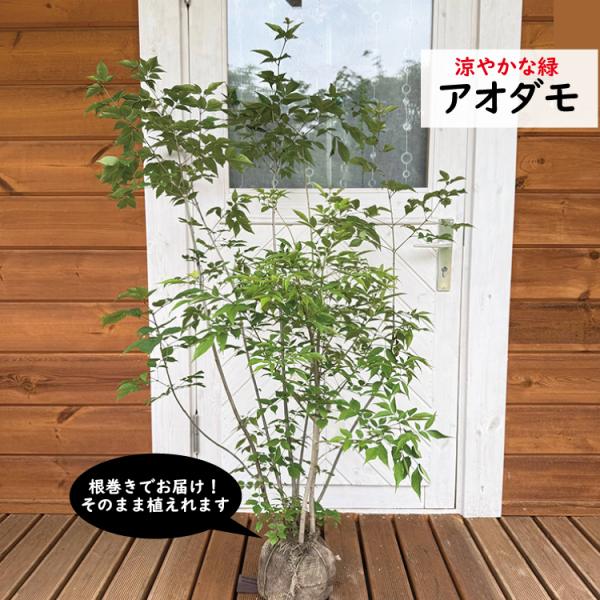 名称：アオダモサイズ：現品出荷となります。各商品の掲載写真を御覧ください配送状態：根巻き状態で発送いたします現品発送となります。非常に元気でしっかり育っておりますが、屋外管理の為、虫食いの葉や、枝が折れている場合がございます。また、配送途中...