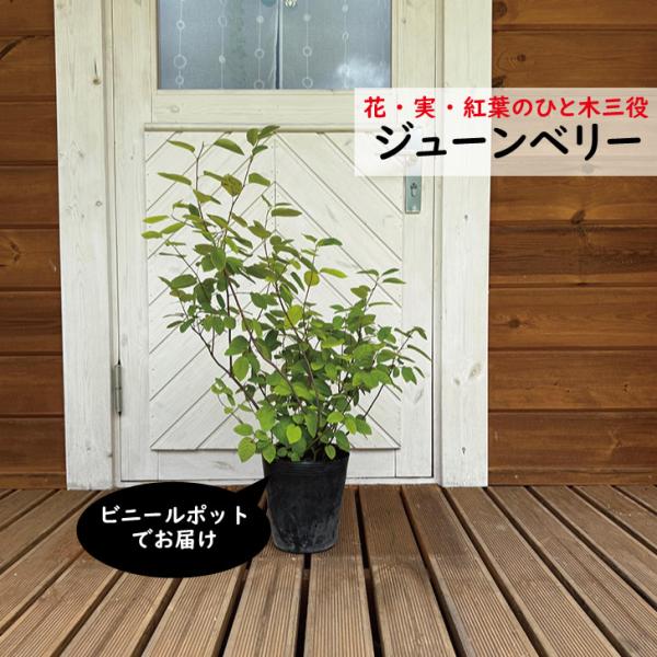 名称：ジューンベリーサイズ：樹高約65m前後配送状態：6号（直径18cm）のビニールポットで発送いたします非常に元気でしっかり育っておりますが、その年の気候や時期により葉が茶色っぽくなったり、少なくなる事がございます。予めご了承のほどよろし...