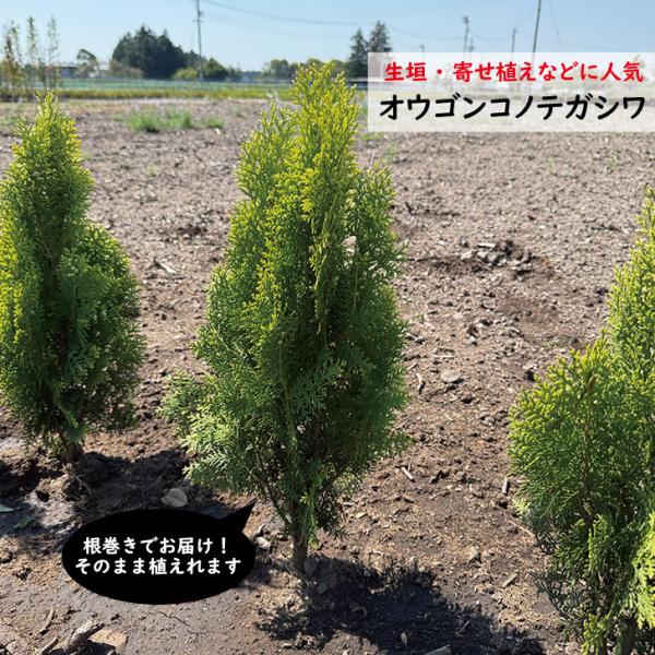 名称：オウゴンコノテヒバ・オウゴンコノテガシワサイズ：樹高60cm前後配送状態：根巻き状態で出荷いたしますので、そのまま植えられます非常に元気でしっかり育っておりますが、屋外管理の為、虫食いの葉や、枝が折れている場合がございます。また、配送...