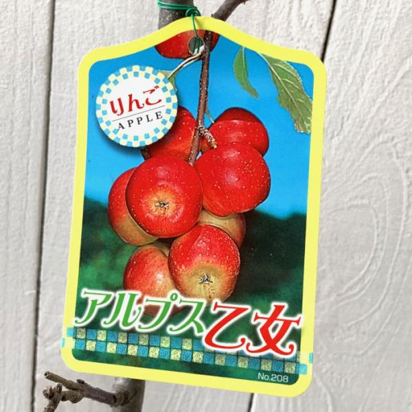 リンゴ 苗木 アルプス乙女 12cmポット苗 りんご 苗 林檎アルプス乙女は、ミニリンゴの中で一、二を争う人気の品種です。富士と紅玉を植えている農園で偶然発見されました。ふじとヒメリンゴが親になっている可能性が高いことが分かっています。直径...