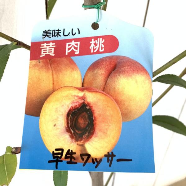 桃 苗木 早生ワッサー 13.5cmポット苗 もも 苗 モモ早生ワッサーは、長野県で育成されました。山根白桃と水野ネクタリンを混植し、偶然実生しました。極早生品種で、他の桃と比べると早く結実します。他の桃よりも一回り小さく、ネクタリンくらい...
