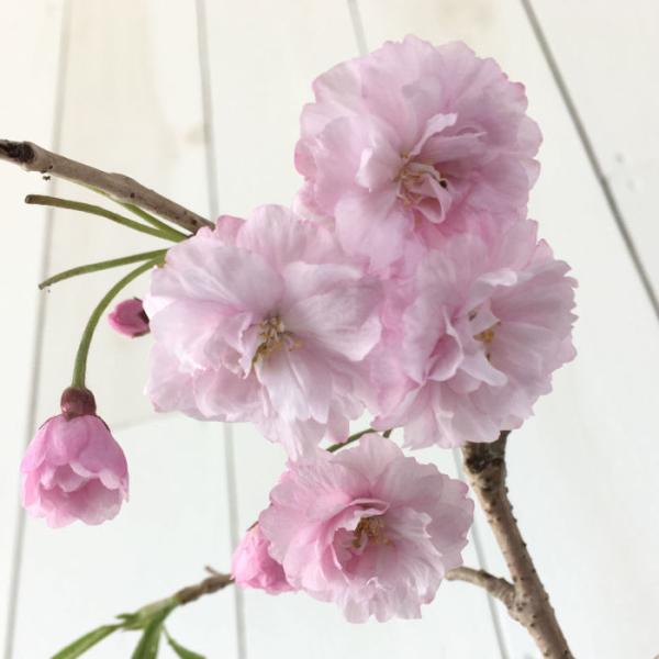 桜 苗木 八重紅枝垂 12cmロングポット苗 やえべにしだれ しだれ桜 さくら 苗 サクラ八重紅枝垂は、小輪、八重咲きで淡紅色のしだれ桜です。しだれ桜の中でも最終樹高3〜5mと比較的高くならないので、庭などに植えやすい桜です。背丈を高くする...