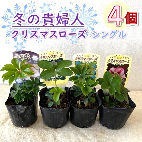 【クリスマスローズ（一重咲）おまかせMIXカラー 3号苗4個セット】 ※ご注意：ラベルに開花時の参考画像がありますが本商品は「実生苗」の為、まれに写真とは異なった花色や形の花が咲く場合があります。あらかじめご了承のうえお買い求めください。実...