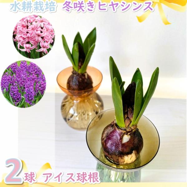 【アイス球根 ヒヤシンス（紫×ピンク）2球】土を使わずに水だけで栽培できる水耕栽培球根です。ご自宅でも簡単にお花を咲かせられます。※芽出し球根になります。【ヒヤシンス】葉と花とのバランスがよく、均整のとれた草姿でボリューム感もあり、強い香り...