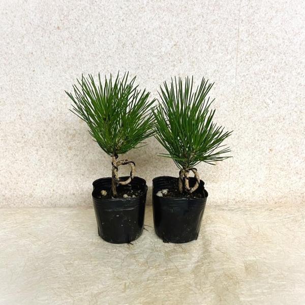 【黒松ねじり 3号苗 2個】サイズ：Φ9cm×H20〜25cm（生物のため、サイズは目安になります。）【黒松ねじり】黒松は、葉は細長く、葉や樹皮が他の松に比べて硬いところが特徴です。4月から5月ごろにかけて、黒松の新芽は出てきます。この新芽...