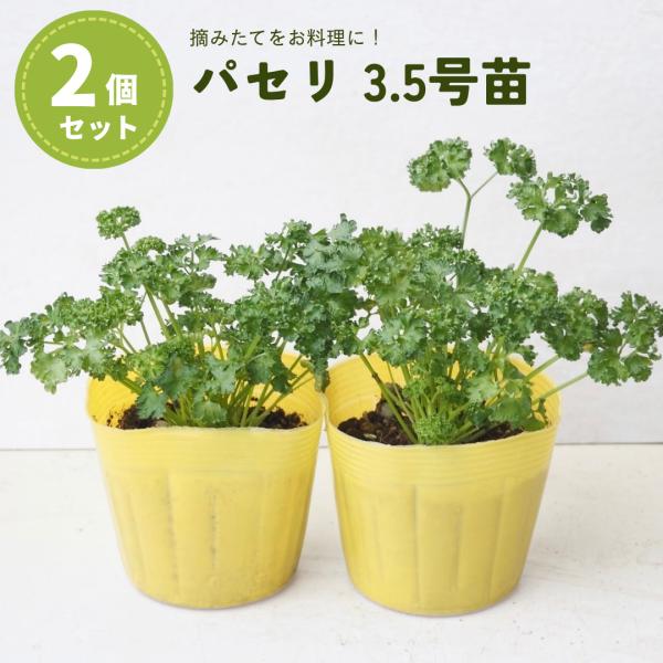 太陽をたっぷり浴びて元気に育った新鮮な苗をお届け致します！【ご確認ください】 掲載苗画像はお届けする苗のイメージです。背丈・株張りなどは出荷タイミングや気象などで、小さくなったり大きくなったりすることがあります。【料理の彩りと栄養を手軽にプ...