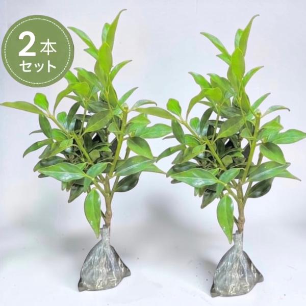 【セット】2本セットの価格です。【全高】約36〜42cm前後 小ぶりなサイズで小さめのお墓やご仏壇にもピッタリ（植物ですので個体差があります）【全幅】約20cm前後（生花ですので個体差があります）【抜き苗】根がついている為、通常の切り花タイ...