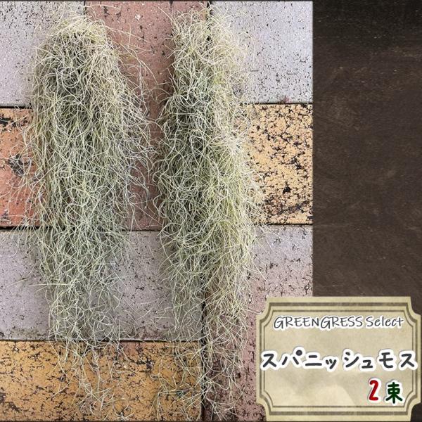 【エアプランツ「スパニッシュモス」2束セット】全長約30cm〜40cm前後（生物ですので個体差があります）【エアプランツ「スパニッシュモス」】パイナップル科ハナアナナス（チランジア）属 学名Tillandsia usneoides（ウスネオ...