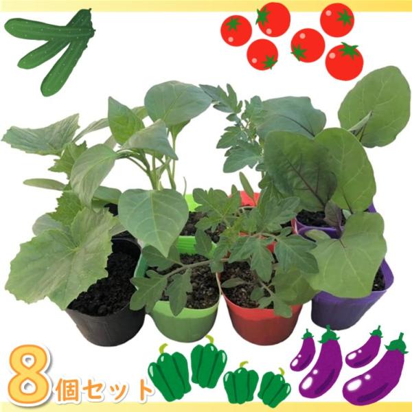 【4種 8個ポット入り】ナス×2個、きゅうり×2個、ミニトマト×2個、ピーマン×2個【ご注意：必ずご確認ください！】野菜苗は寒さにとても敏感です。最低気温10℃以上での露地植えをお勧めします（関東以西）その為、まだ気温が低くなる時期や地域の...