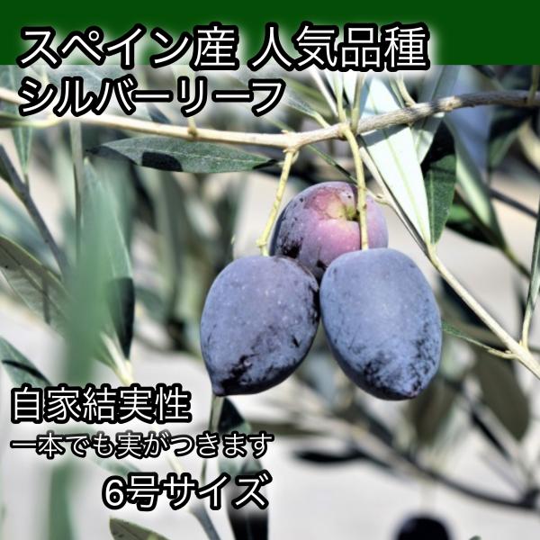 6号サイズ店頭在庫より現物発送いたします。ご希望のものをお選びください。高さ　鉢込み 約60〜70cm (個体、時期などにより前後します)スペインで最も重要なオイル用品種です。病気に強く様々な気候条件や土壌条件に適応するため、非常に丈夫で育...