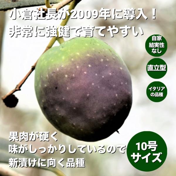 観葉植物とオリーブのブランド生産者、小倉園さん育種のオリーブです。希少な品種をいくつも育種している、オリーブ好きな方々の間では有名な群馬県の小倉園さん。観葉植物生産の技術をオリーブの育種に活かし、他にはない美しい樹形を出せるよう剪定したもの...