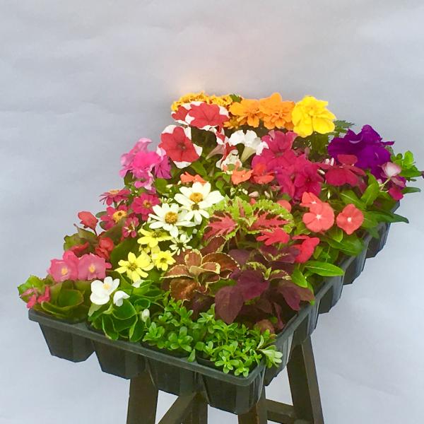 【商品名】 花苗  おまかせ  セット 6種類以上 24入り【規格】３寸（9ｃｍポット）季節に合わせてご用意させていただきます。仕入状況により商品内容が一部変更になる場合があります。ご要望ありましたらお気軽にお伝えください。暑さに強く、秋い...