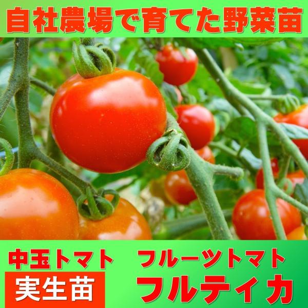 【発売日：2025年03月20日】商品名　トマト　中玉　フルティカ商品内容　タキイ種苗　トマト　中玉　フルティカ　３寸　9cm ポット　夏野菜　野菜苗　実生苗大阪の農園で花苗・野菜苗を育てて２０年以上。店頭販売として年間５０,０００ポットを...