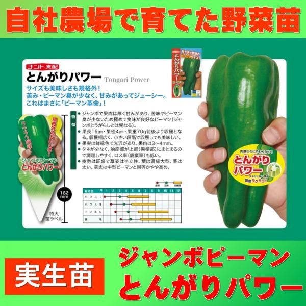【発売日：2025年04月10日】商品名　ジャンボ　ピーマン　とんがりパワー商品内容　ナント種苗　ジャンボ　ピーマン　とんがりパワー　３寸　9cm ポット　夏野菜　野菜苗　実生苗大阪の農園で花苗・野菜苗を育てて２０年以上。店頭販売として年間...