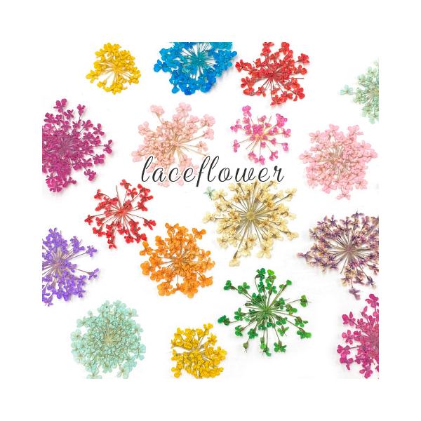 ■商品内容サイズ：約1〜2cmカラー：ミックス数量：12枚本物のお花を使った押し花です。簡単に可愛いフラワーネイルが作れます♪レジンデコにもオススメ！※小さく、大変壊れやすい商品です。綺麗な状態のものを発送いたしますが、配送中に花びらが取れ...