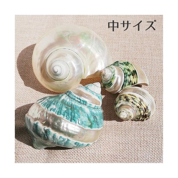 ■商品内容素　材：貝数　量：1個サイズ：【029　ミニ】小/約4cm、中/約5cm、大/約6cm程度【030〜032】小/約8cm、中/約9cm、大/約10cm程度※だいたいの目安としてご参考下さい。※天然素材のため、サイズや色、模様、形に...