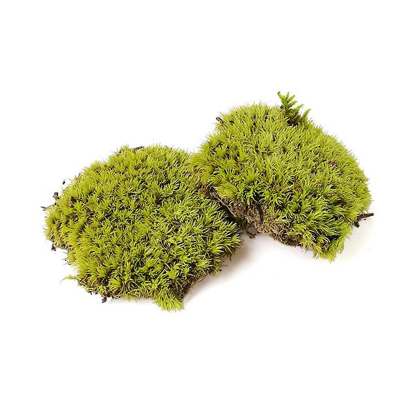 ※こちらの商品はOPP袋での簡易包装のため、ゆうパケット発送ご選択の場合、割れる・潰れる可能性がございます。予めご了承ください。※こちらの商品は製造工程上、モス以外の葉などが混入しております。また、自然素材を染めているため、色ムラや変色があ...